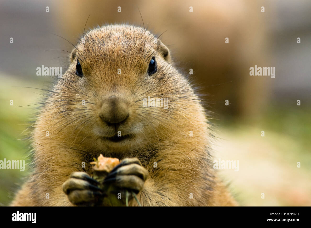 cute prairie dog Stock Photo - Alamy