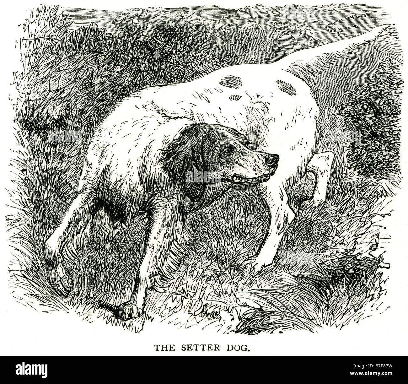 setter dog hunting scent quail pheasant grouse canine pet animal ...