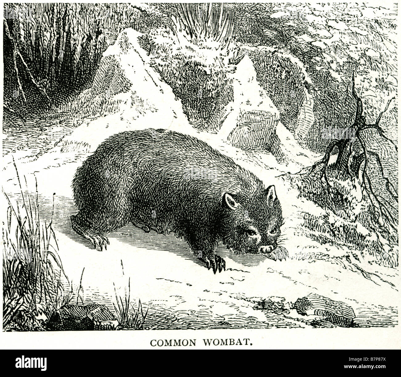 Common wombat studio cut out hi-res stock photography and images - Alamy