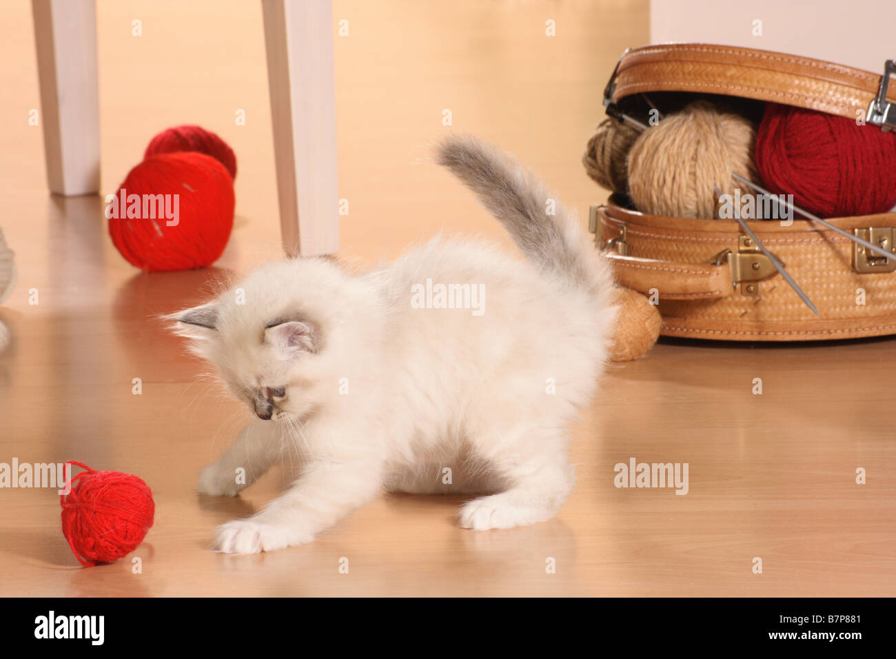 Sacred cat of Burma, Birman. White kitten playing with wool Stock Photo ...