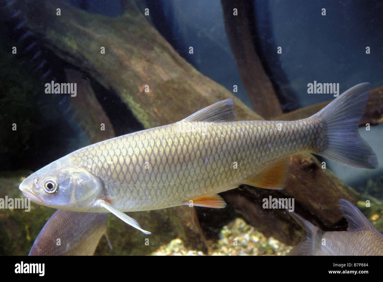 Chub fish hi-res stock photography and images - Alamy