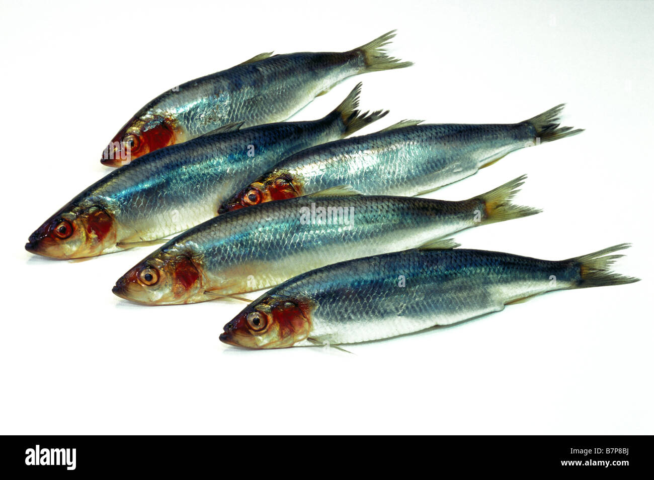 Atlantic Herring (Clupea harengus), several individuals, studio picture ...