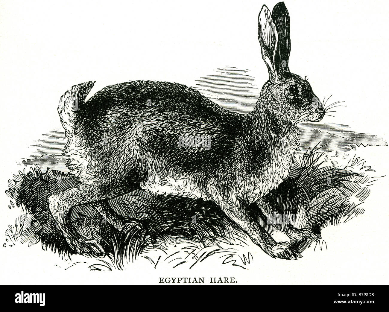 Pronolagus hi-res stock photography and images - Alamy