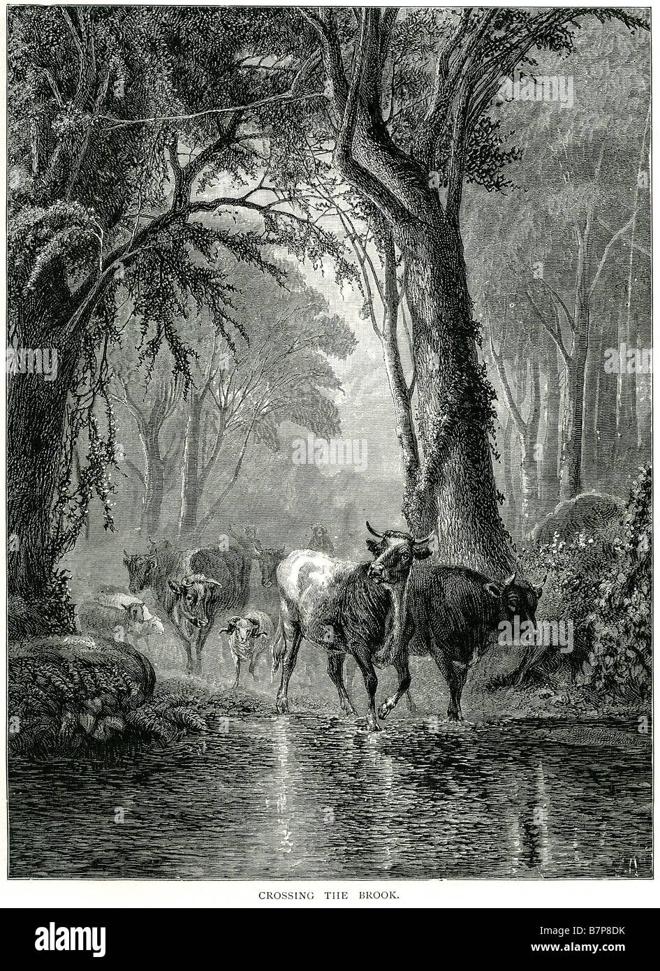 crossing brook stream cattle cow herd forest trees woodland farming ...