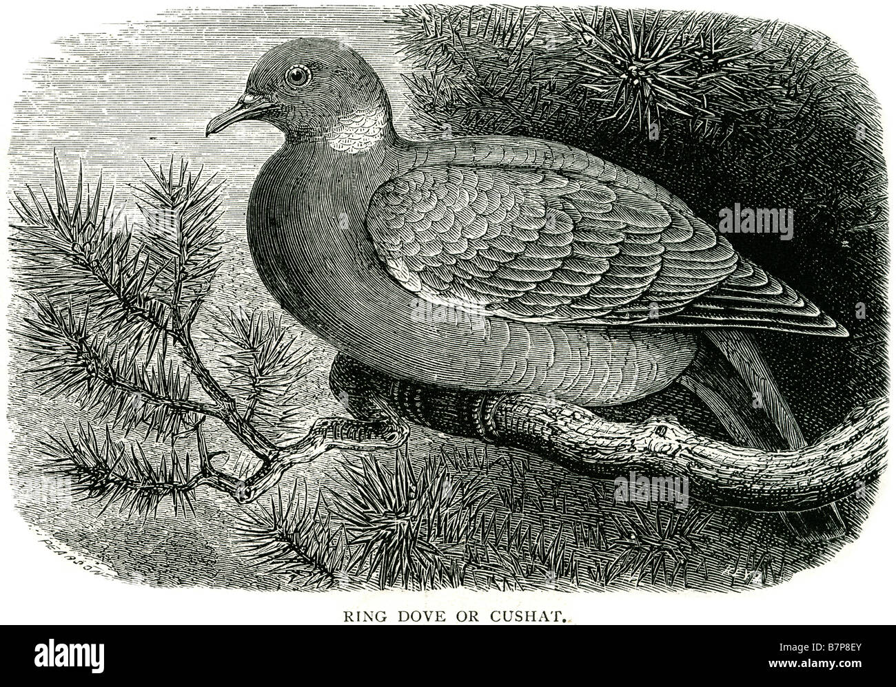 Ring Dove Streptopelia risoria Ringneck Dove Barbary Dove Cushat perch ...