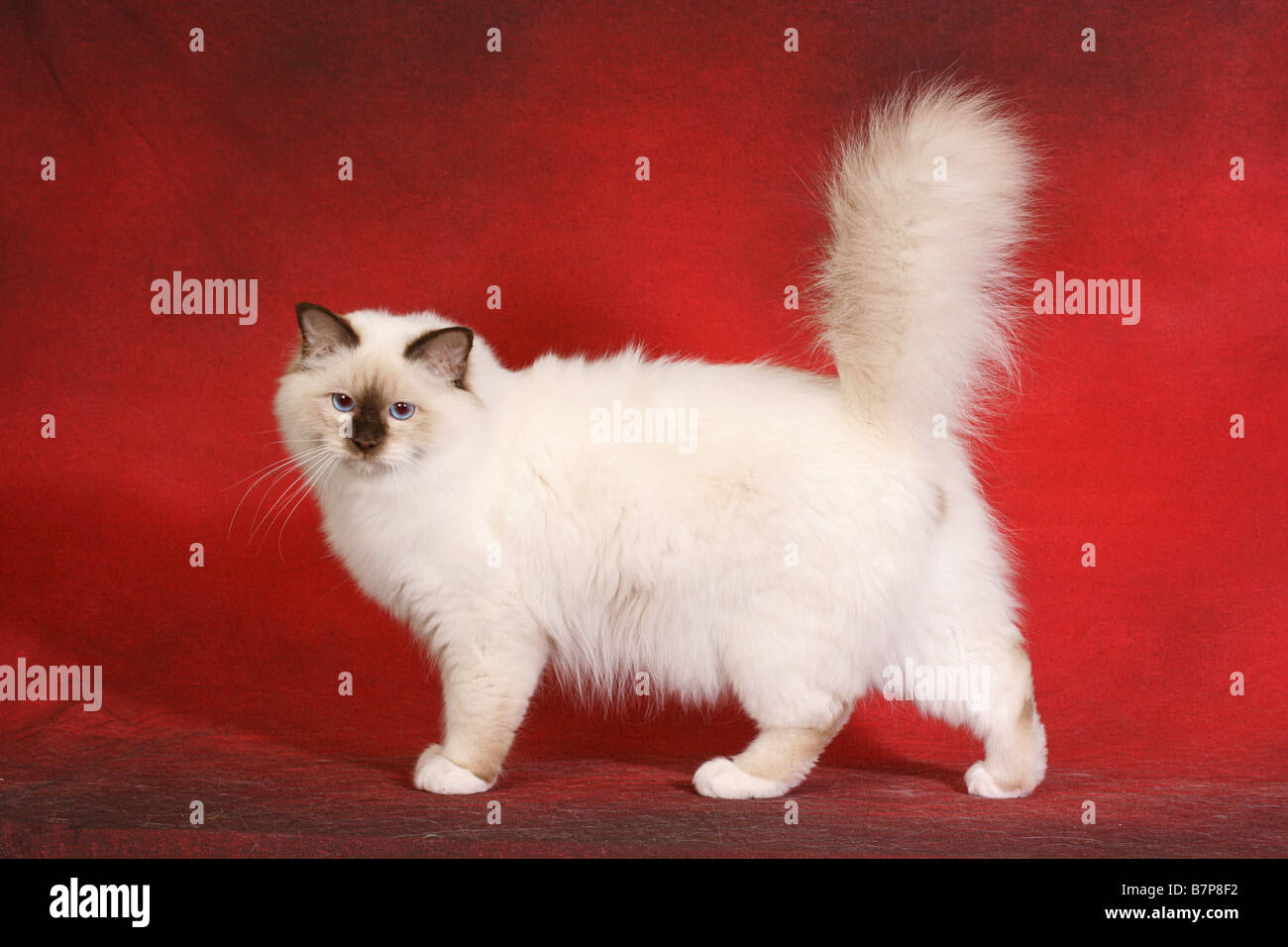 Birman, Sacred cat of Burma. White adult standing, studio picture ...
