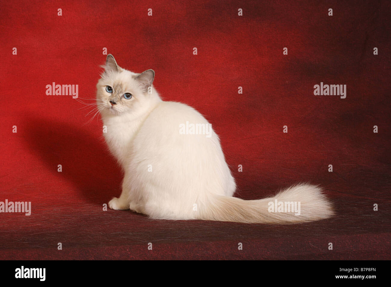 sacred cat of burma - sitting Stock Photo - Alamy