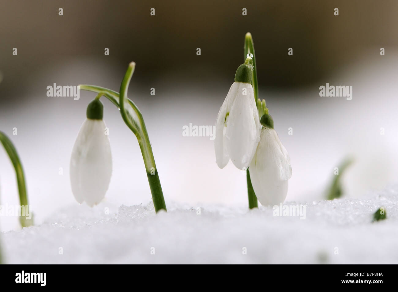 Galanthus nivalis snow hi-res stock photography and images - Alamy