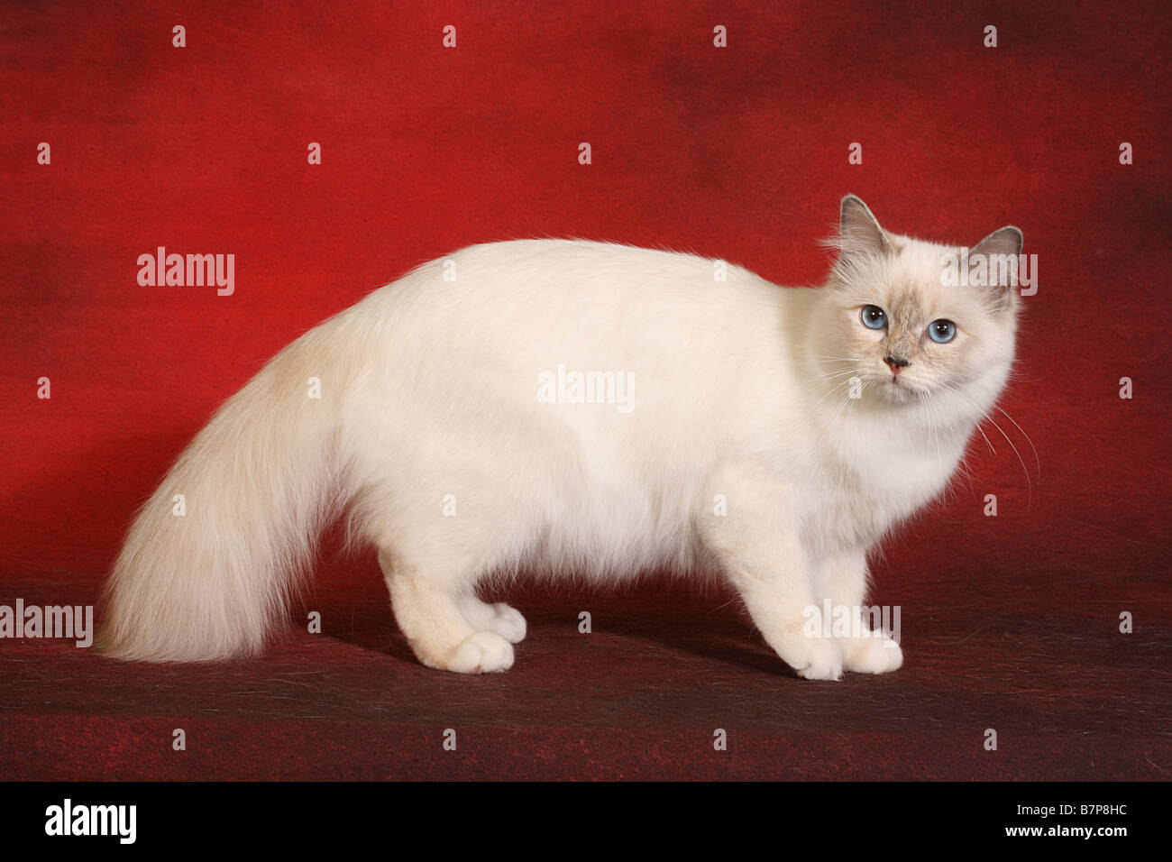 sacred cat of burma - standing Stock Photo - Alamy