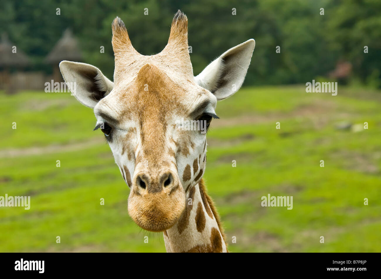 Giraffe nostril hi-res stock photography and images - Alamy