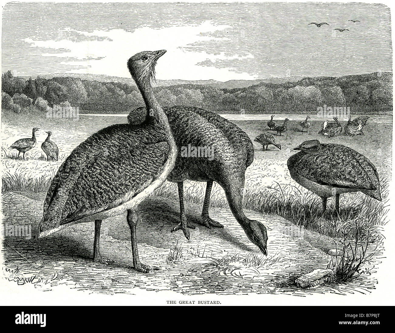 Great bustard otis tarda portrait hi-res stock photography and images ...