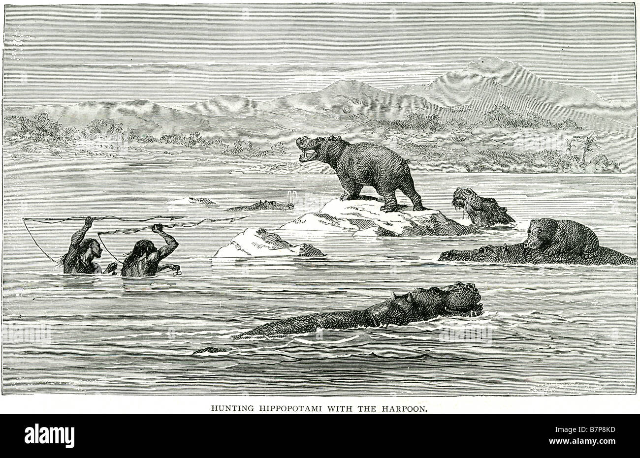Hunting Hippopotamus amphibius hippo hippopotamos hippos potamos with ...