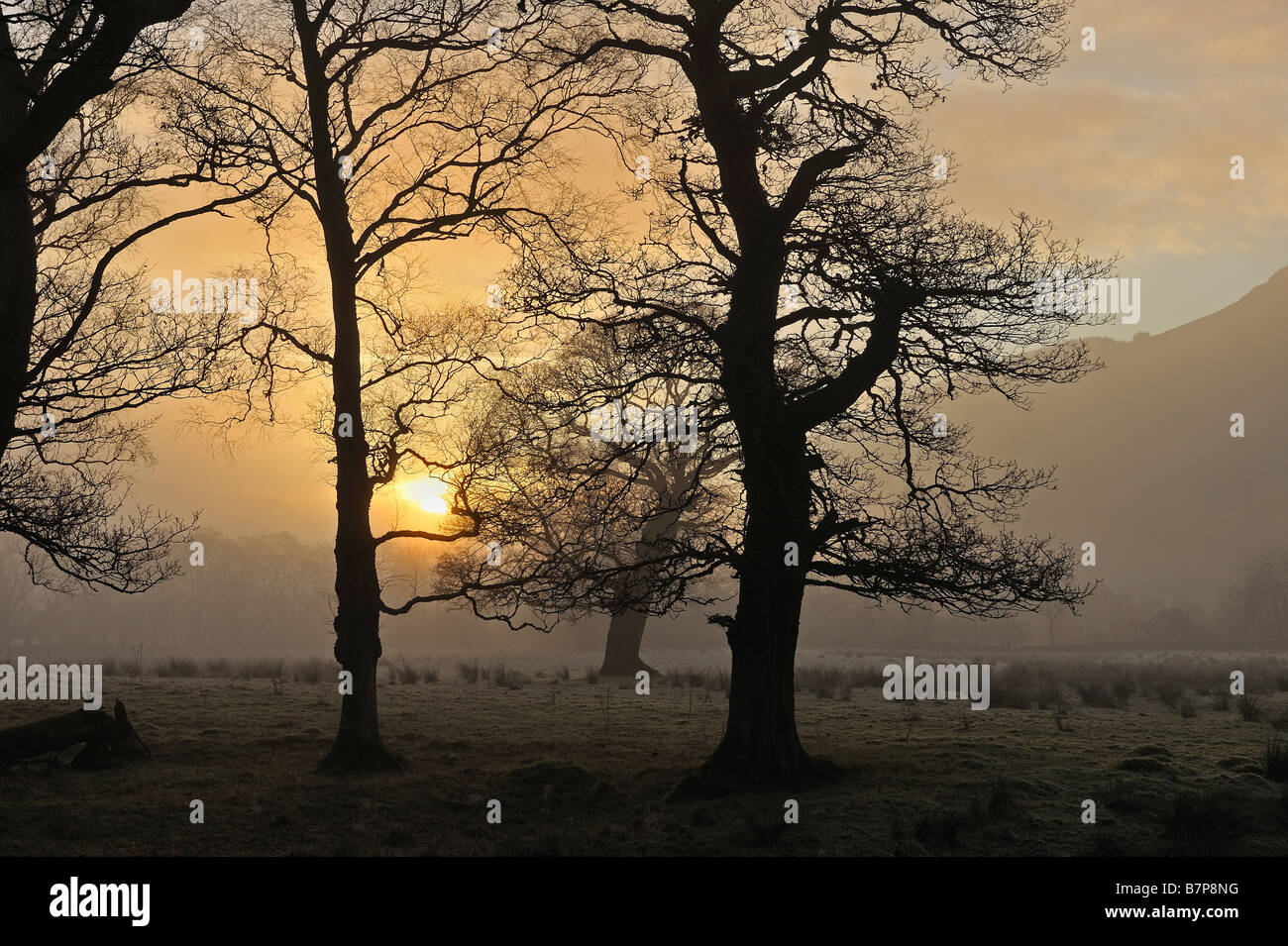 Late sun shines through silhouetted trees on a winter afternoon near ...