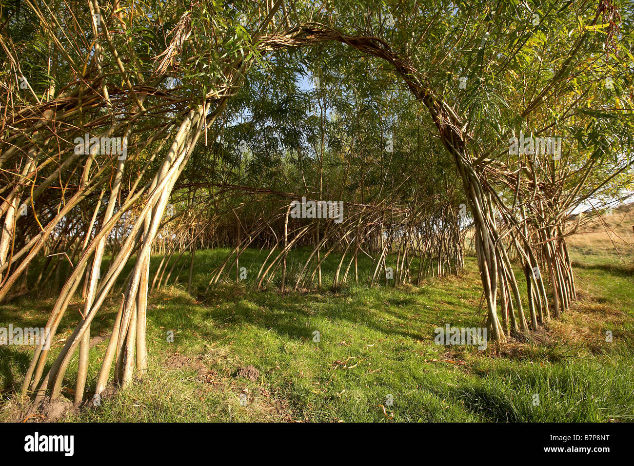 Willow Maze Brigantium Northumberland England UK Stock Photo - Alamy