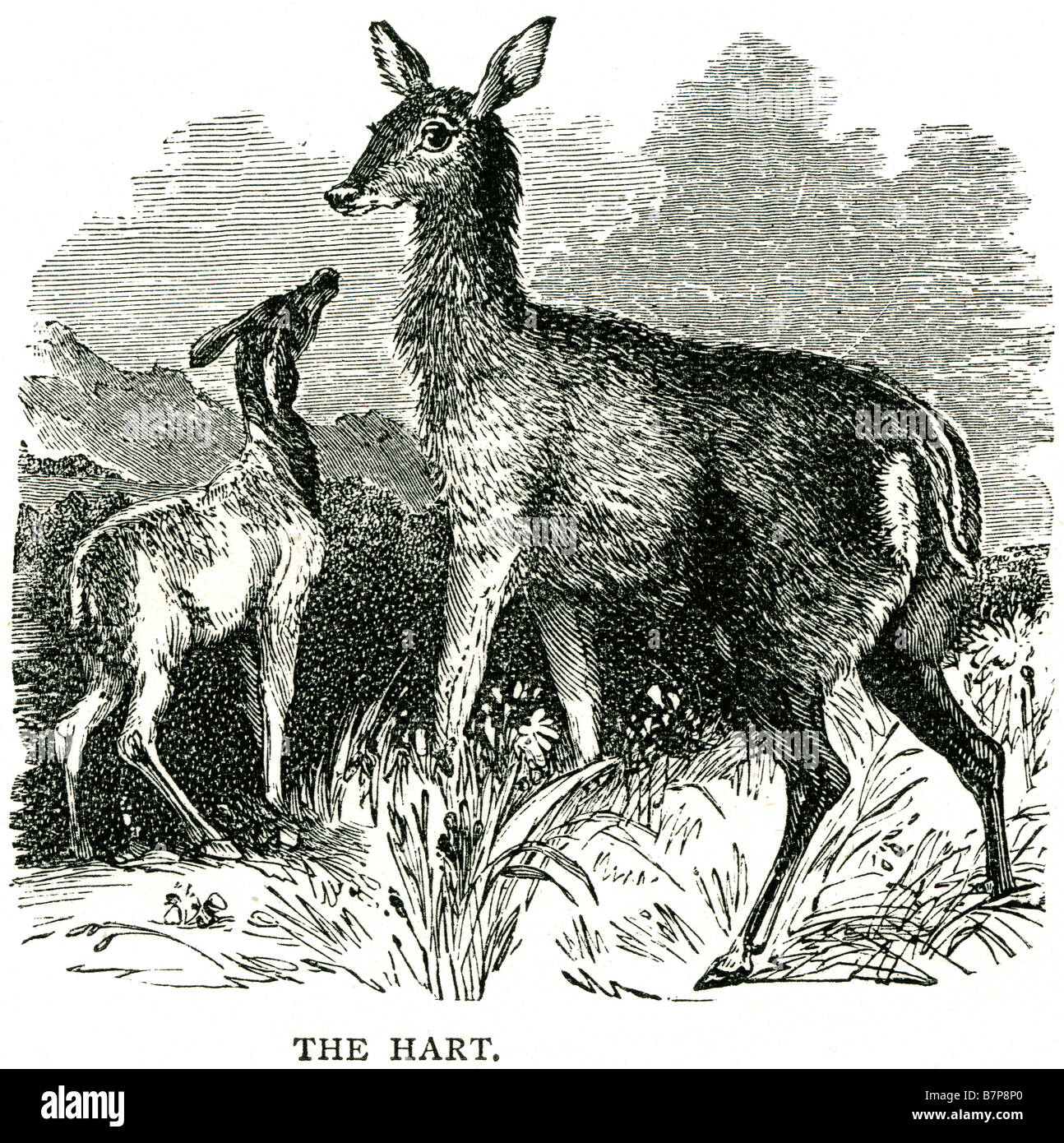 The Hart deer foal Cervidae Artiodactyla ruminant mammal grazing grass ...