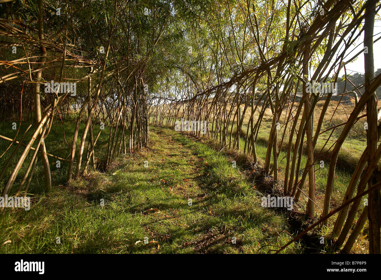 Willow Maze Brigantium Northumberland England UK Stock Photo - Alamy