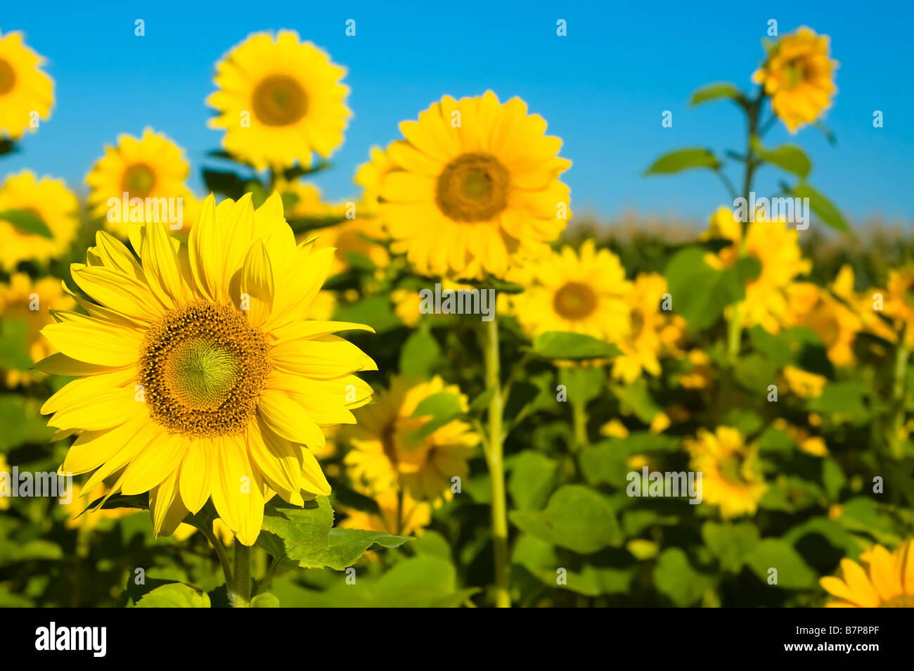 beautiful sunflowers with blue sky Stock Photo - Alamy