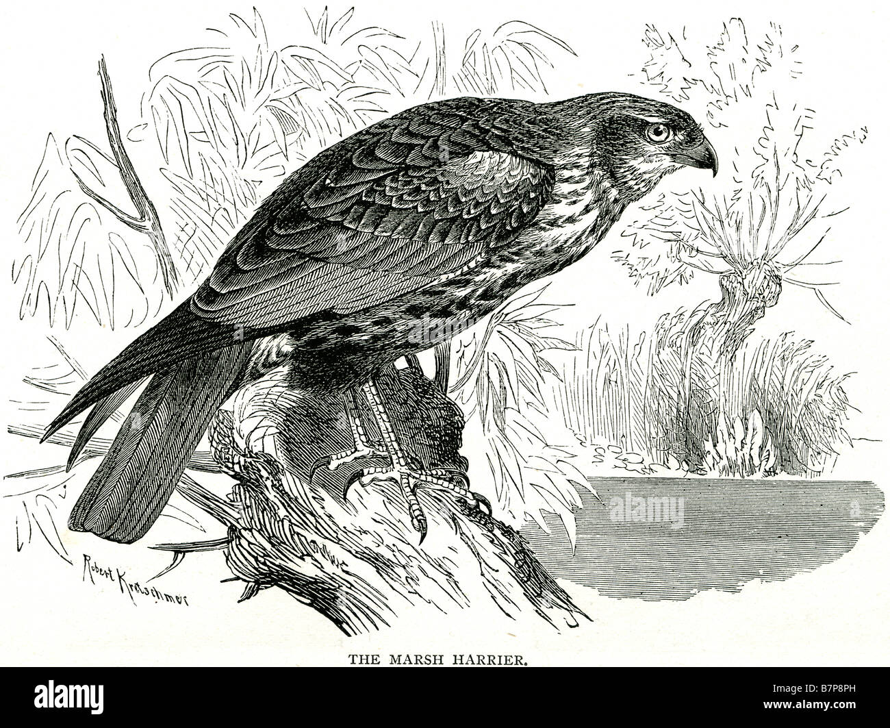 Marsh Harrier raptor Bird birds of prey predator reedbed perching log ...