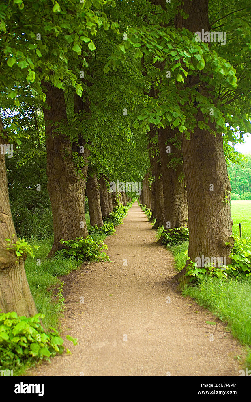 Lane with leaning trees leading to the horizon Stock Photo - Alamy