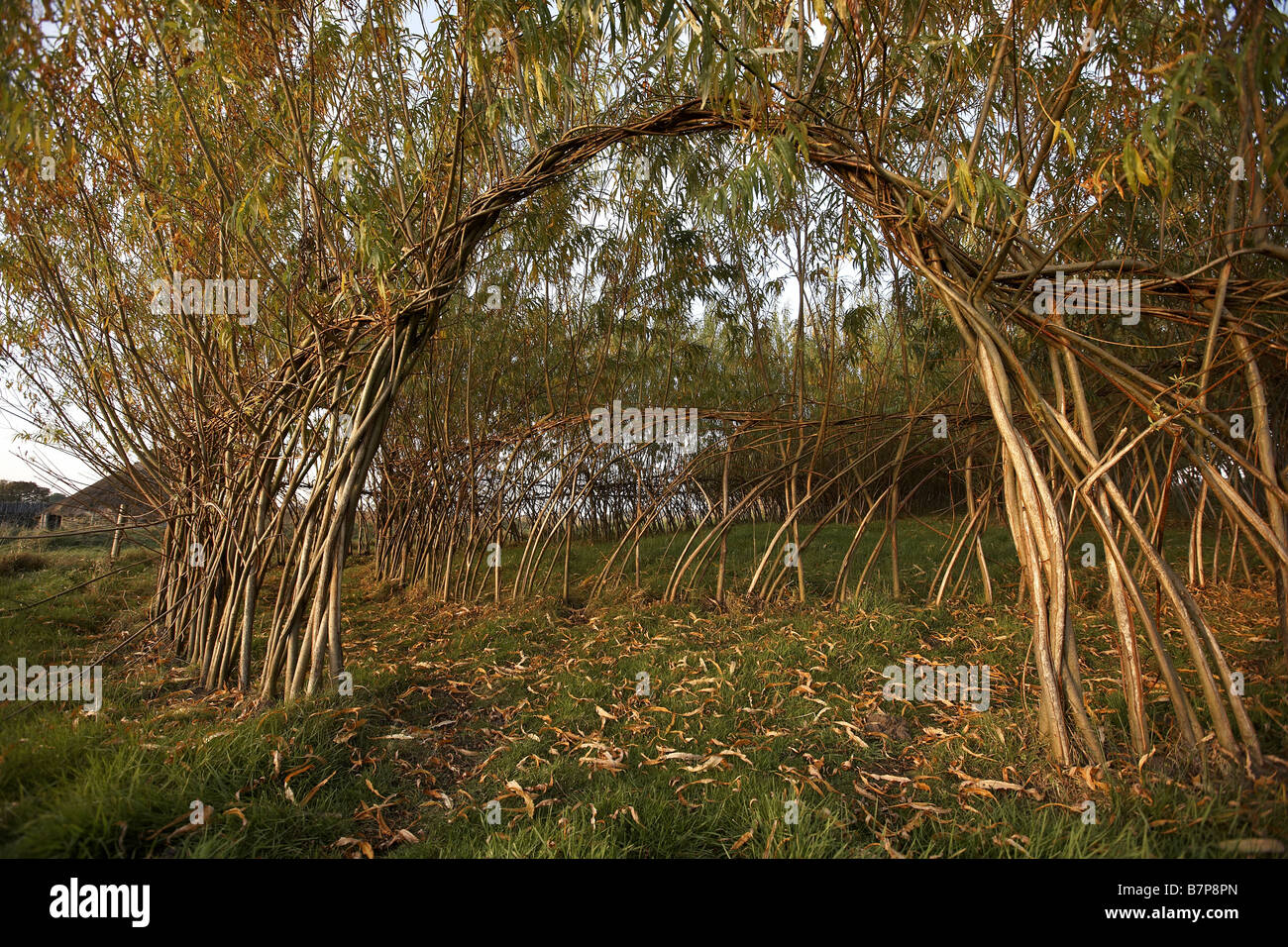 Willow Maze Brigantium Northumberland England UK Stock Photo - Alamy
