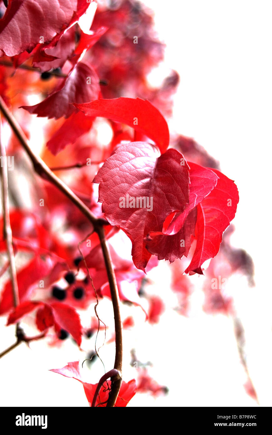 Hi key art hi-res stock photography and images - Alamy