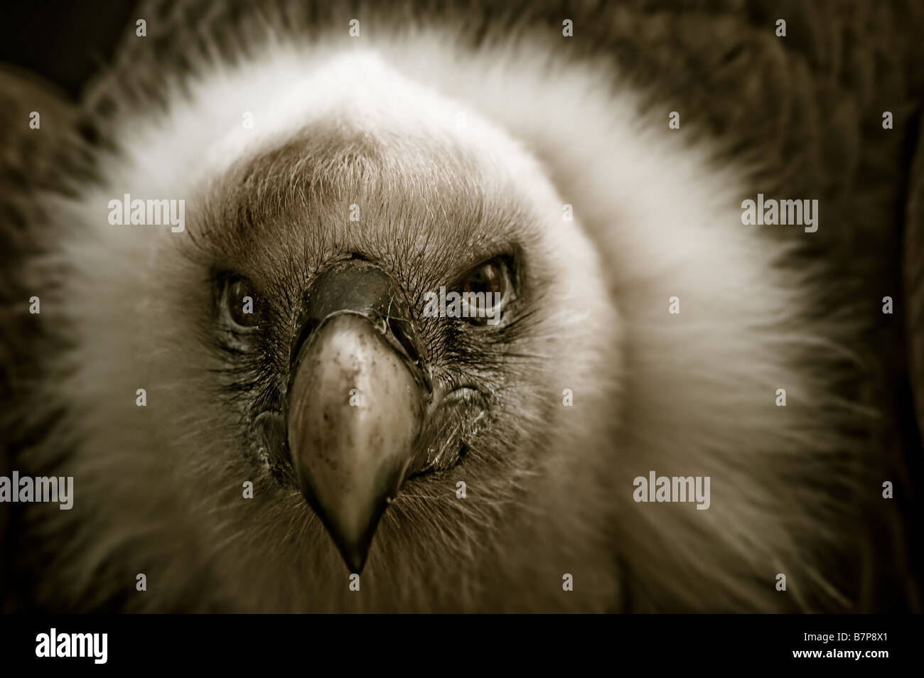 beautiful picture of a vulture looking at the camera Stock Photo - Alamy