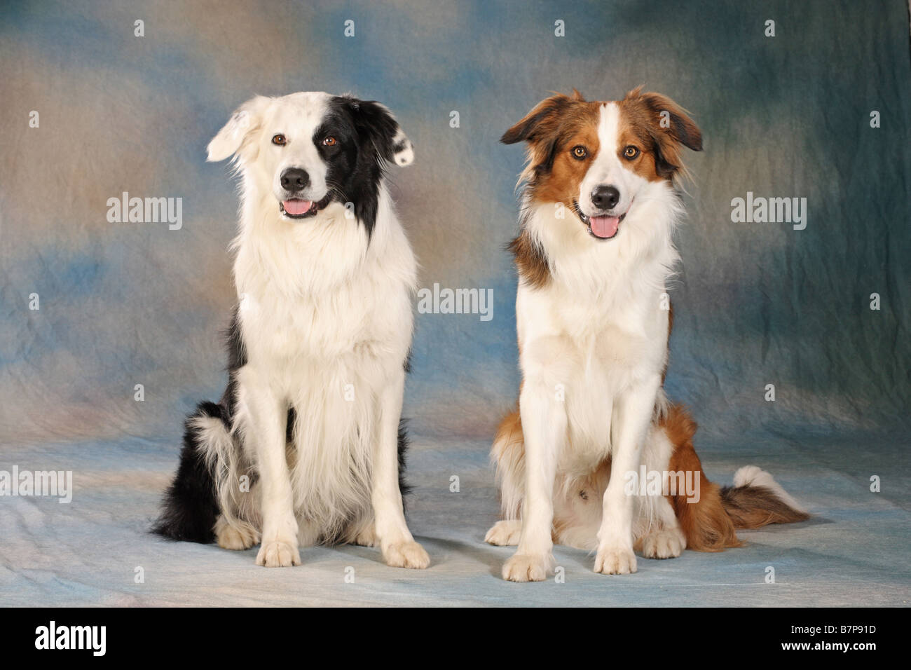 Black and white collies hi-res stock photography and images - Alamy