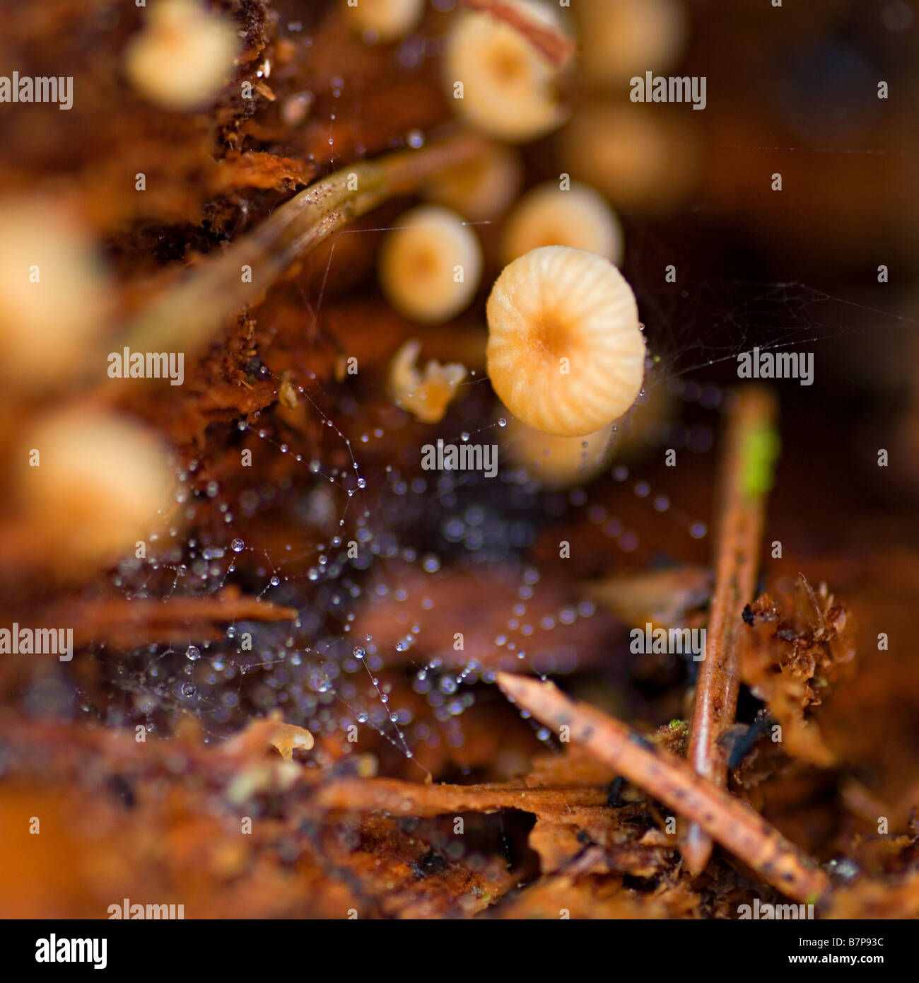 Yellow spiderweb mushroom hi-res stock photography and images - Alamy