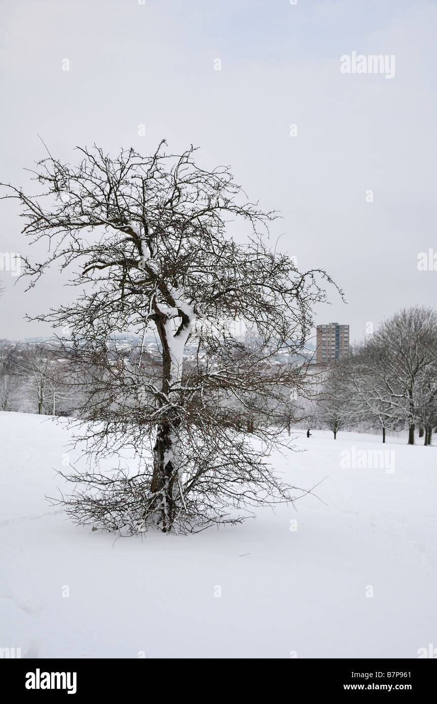 high rise tree Stock Photo - Alamy