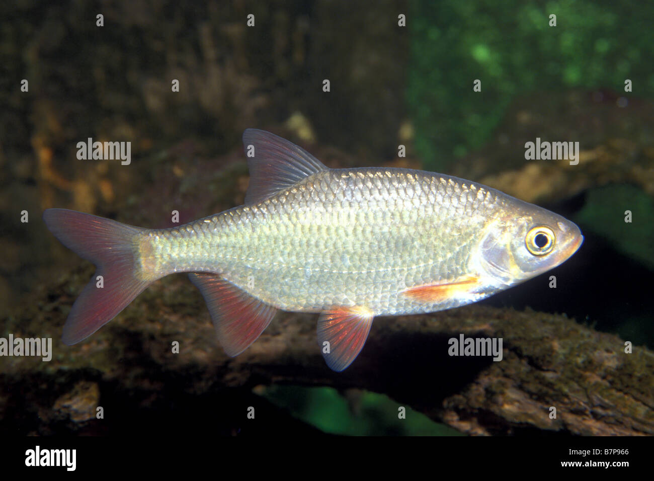 Common Rudd (Scardinius erythrophthalmus Stock Photo - Alamy