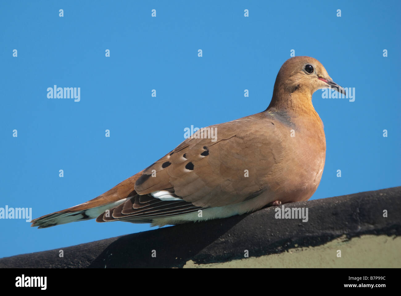 Zenaida aurita zenaida dove hi-res stock photography and images - Alamy