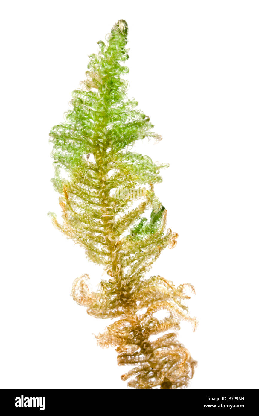 fluffy micro fern (about 3 cm length Stock Photo - Alamy