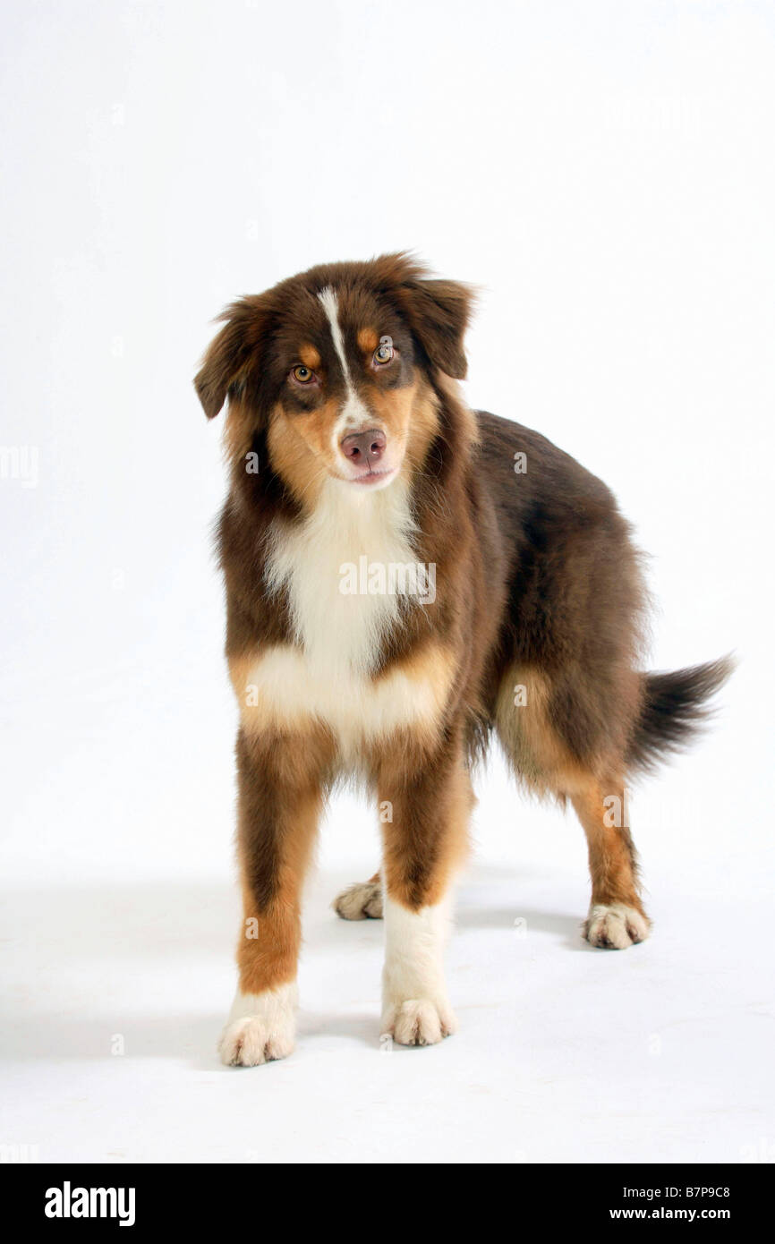 Australian Shepherd red tri Stock Photo - Alamy