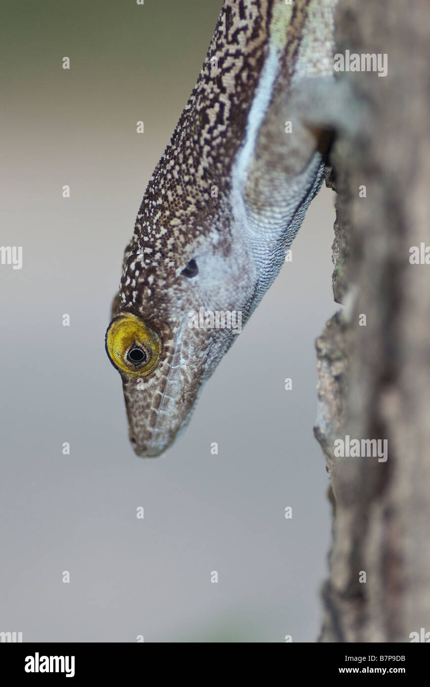 Antigua lizard hi-res stock photography and images - Alamy