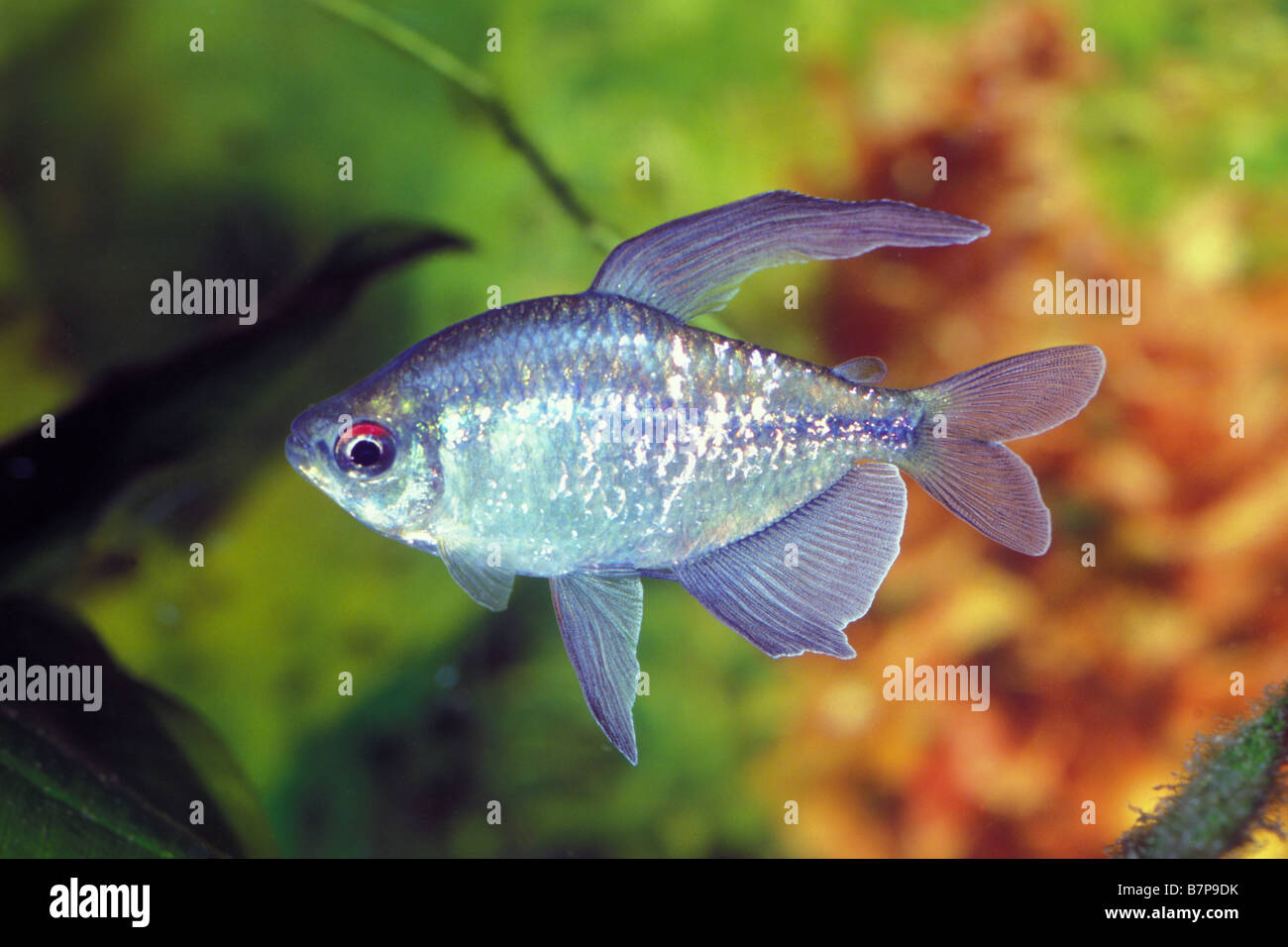 Pittiers tetra moenkhausia hi-res stock photography and images - Alamy