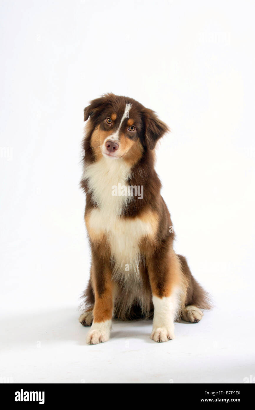 Australian Shepherd red tri Stock Photo - Alamy