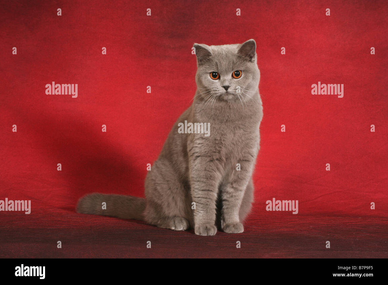 British Shorthair. Adult British Blue cat sitting, seen against a red ...