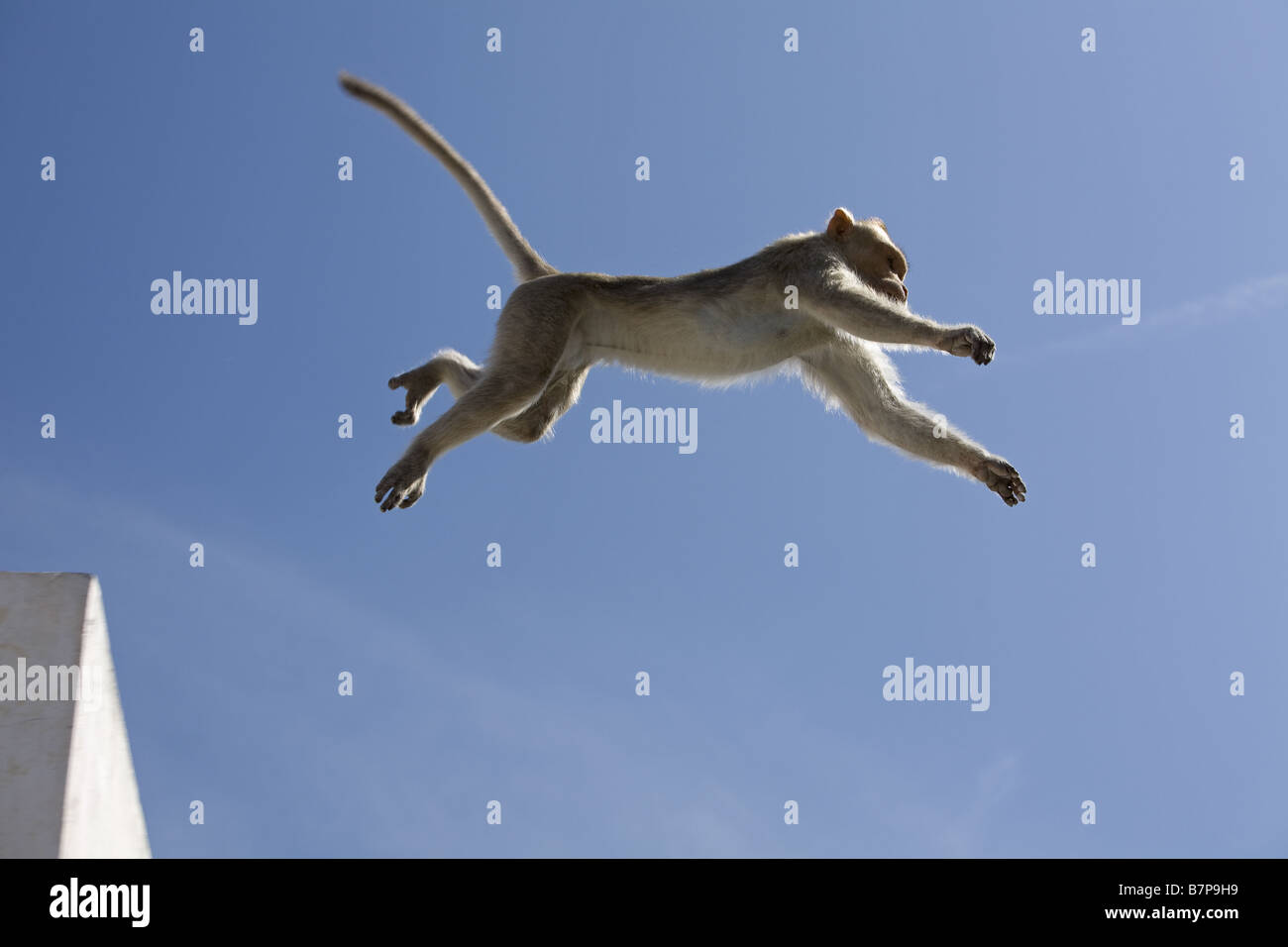Bonnet macaque monkey jumping from a wall with a blue sky as a ...