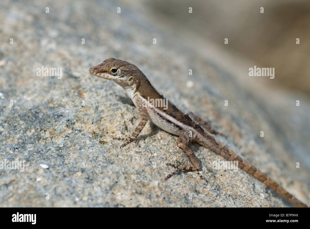 Antigua lizard hi-res stock photography and images - Alamy