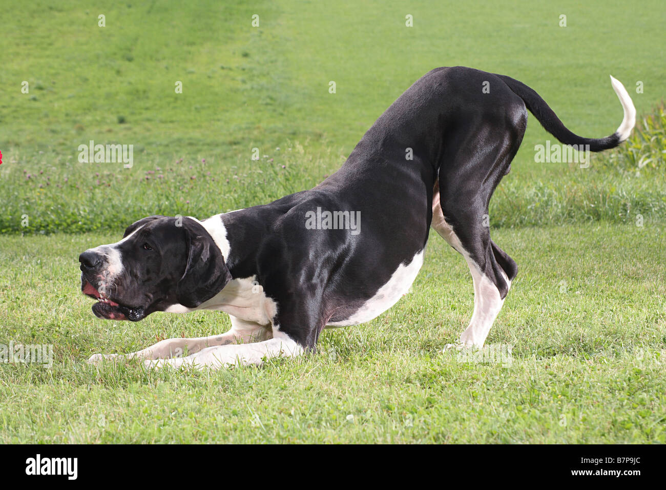 German boarhound hi-res stock photography and images - Alamy