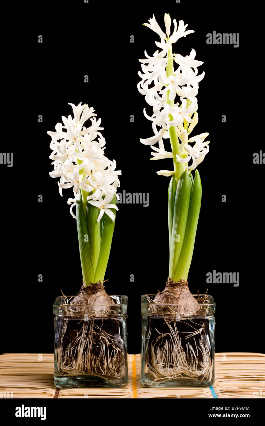 Two common hyacinths hi-res stock photography and images - Alamy