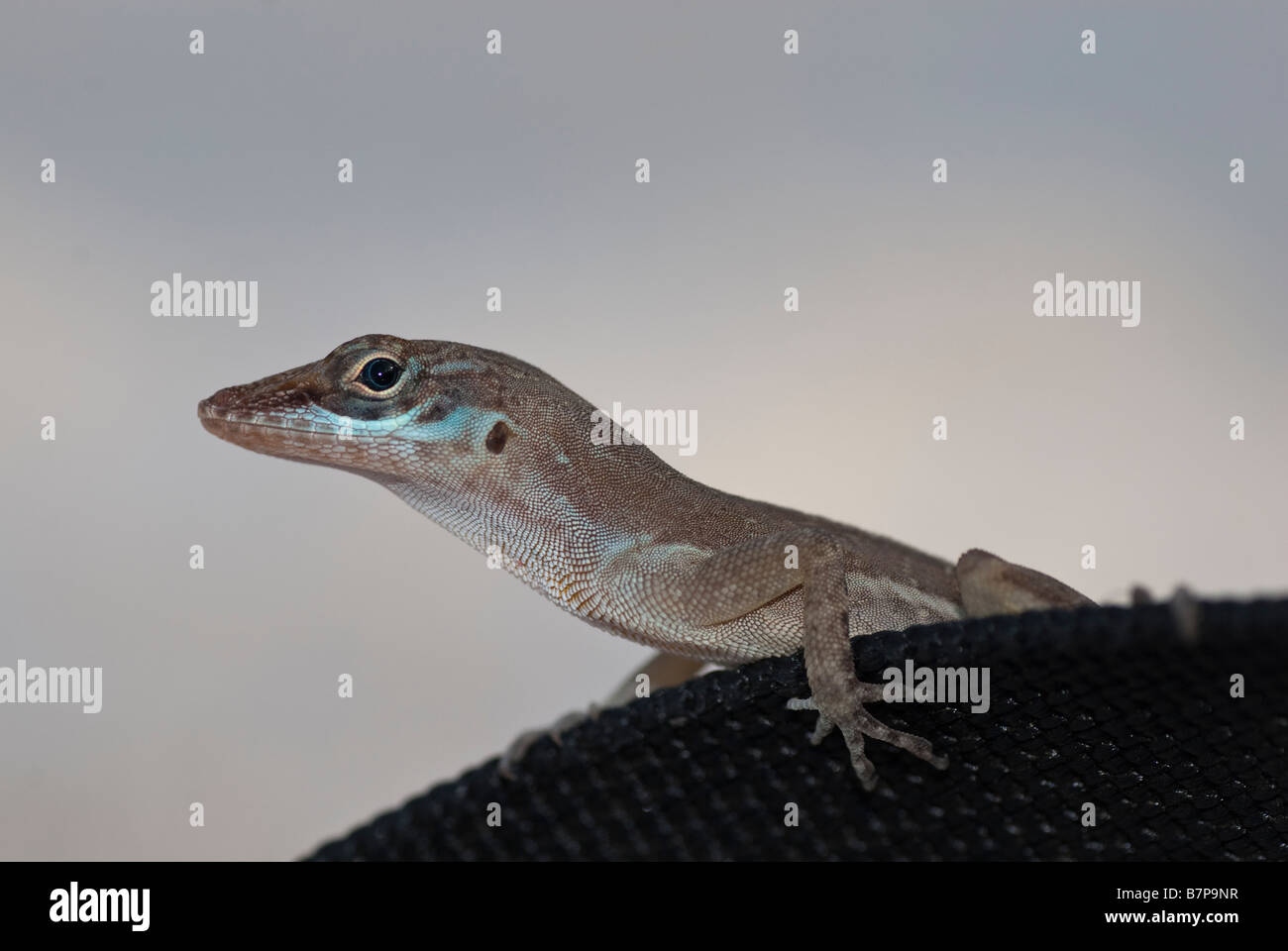 Antigua lizard hi-res stock photography and images - Alamy