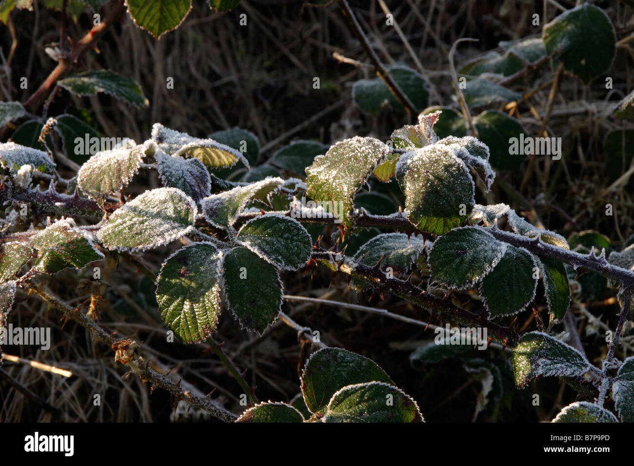 Briars hi-res stock photography and images - Alamy