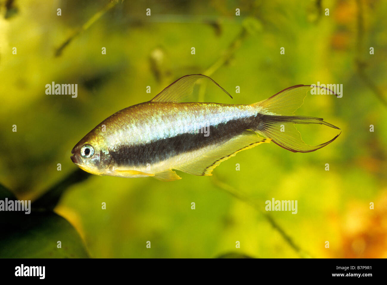 Emperor tetra nematobrycon palmeri hi-res stock photography and images ...