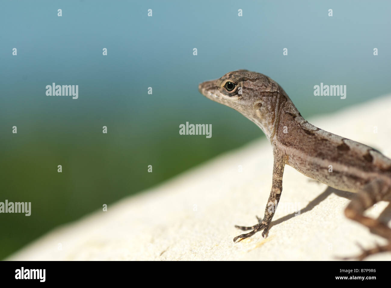 Antigua Lizard High Resolution Stock Photography and Images - Alamy