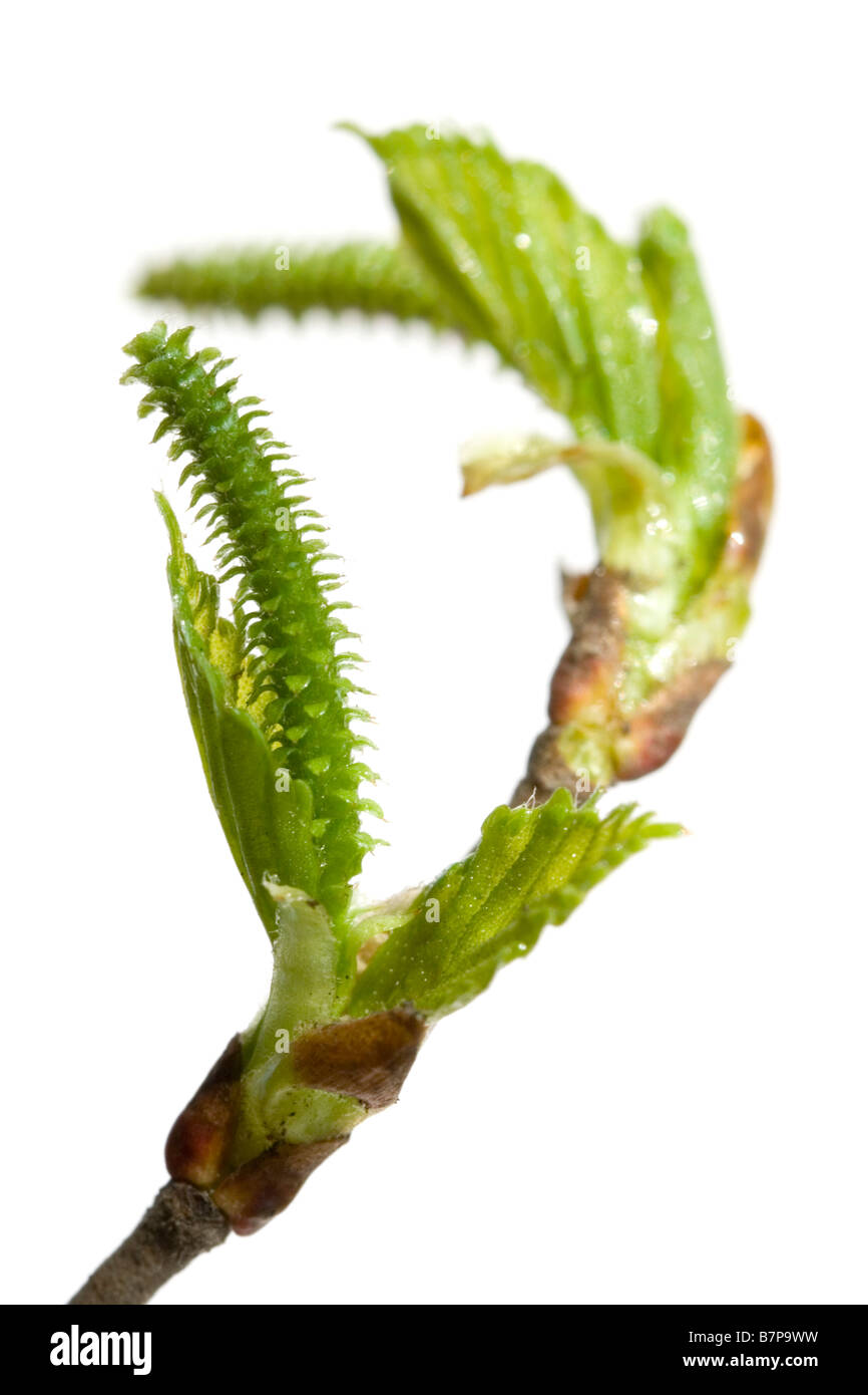 Birch catkins hi-res stock photography and images - Alamy