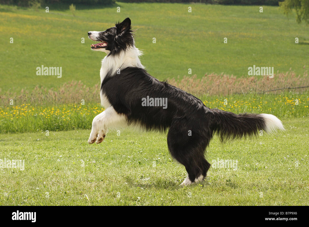 Border collie jumping meadow hi-res stock photography and images - Alamy