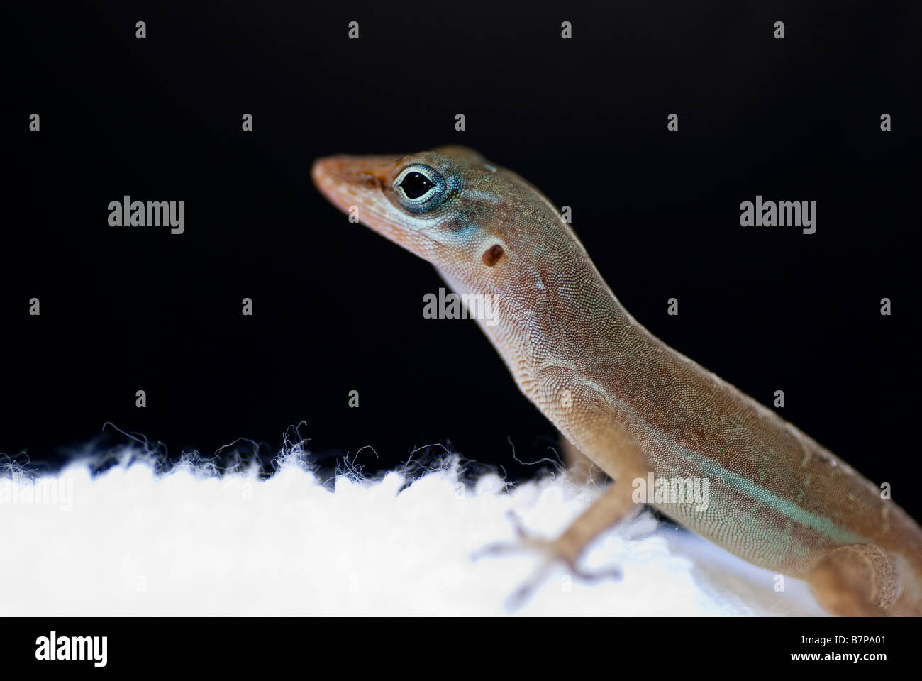 Antigua lizard hi-res stock photography and images - Alamy