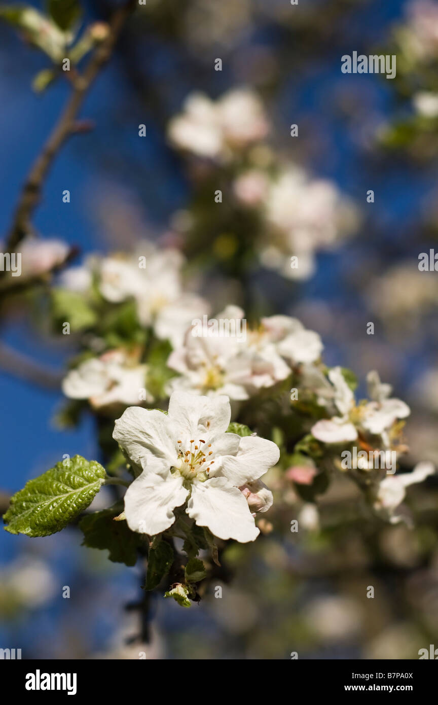 apple tree blossoms in the spring Stock Photo - Alamy