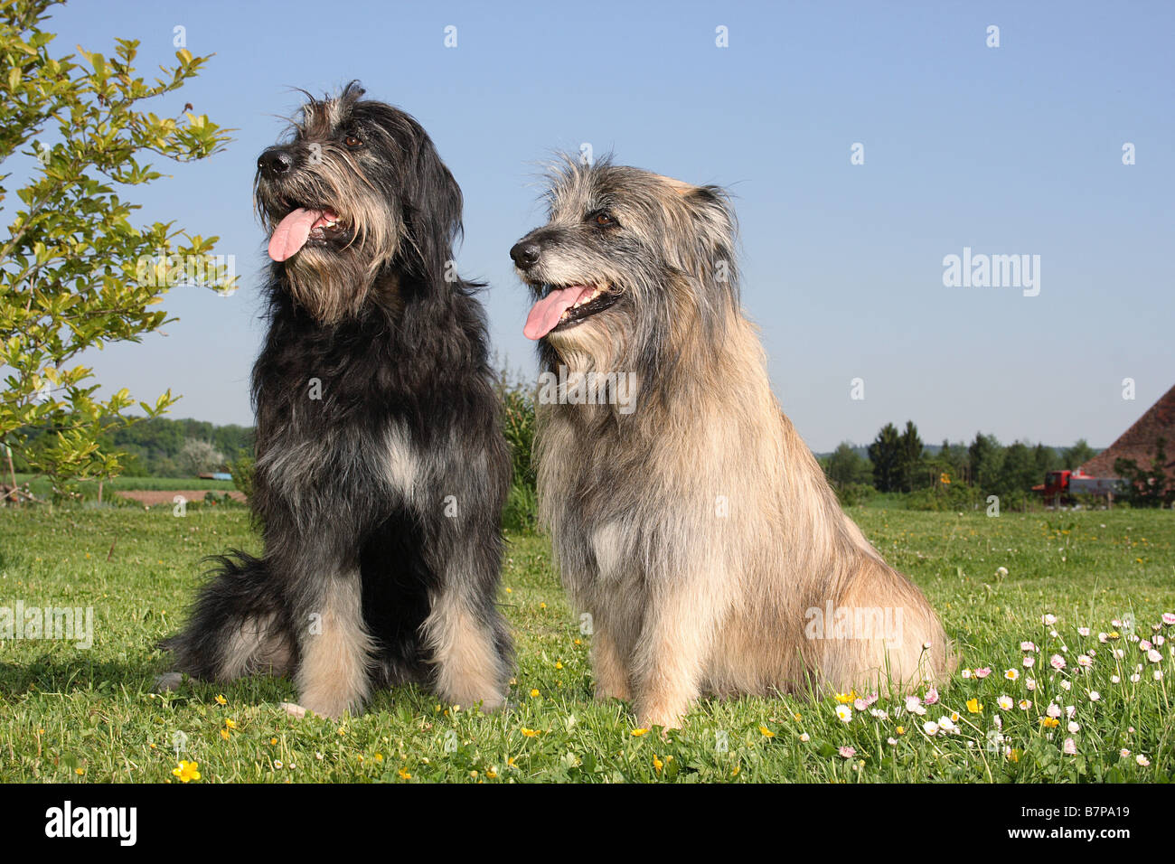 two half breed dogs - sitting on meadow Stock Photo - Alamy
